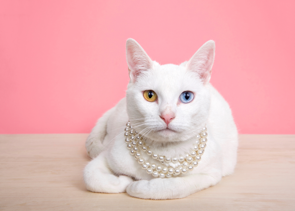 Tembus Rp1 M, Inilah 10 Ras Kucing Termahal di Dunia - GoodStats