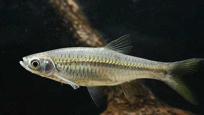 8 Spesies Ikan yang Terancam Punah di Indonesia - GoodStats